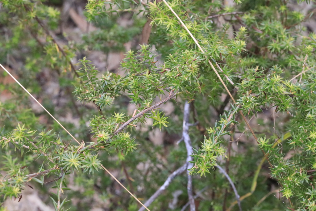 Prickly Beard-heath from Glenugie NSW 2460, Australia on September 27 ...