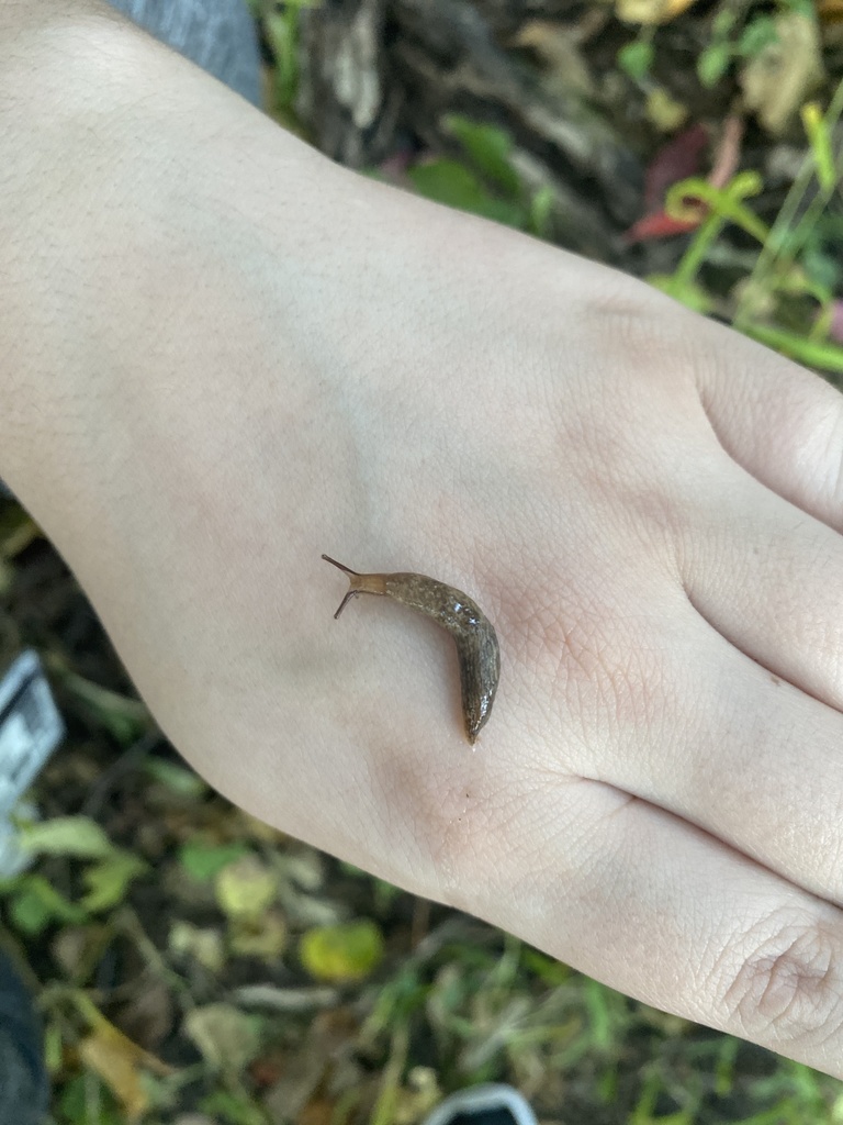 Meadow Slug from Mankato, MN, US on September 28, 2021 at 06:00 PM by ...