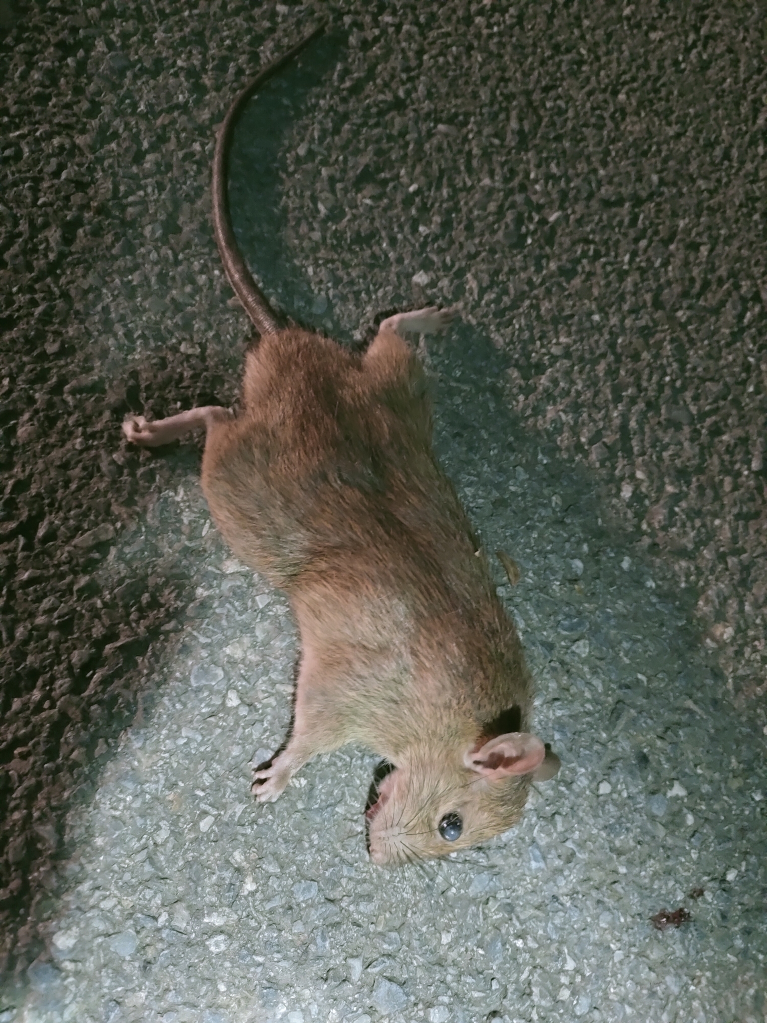 Rattus tanezumi (Temminck, 1845)