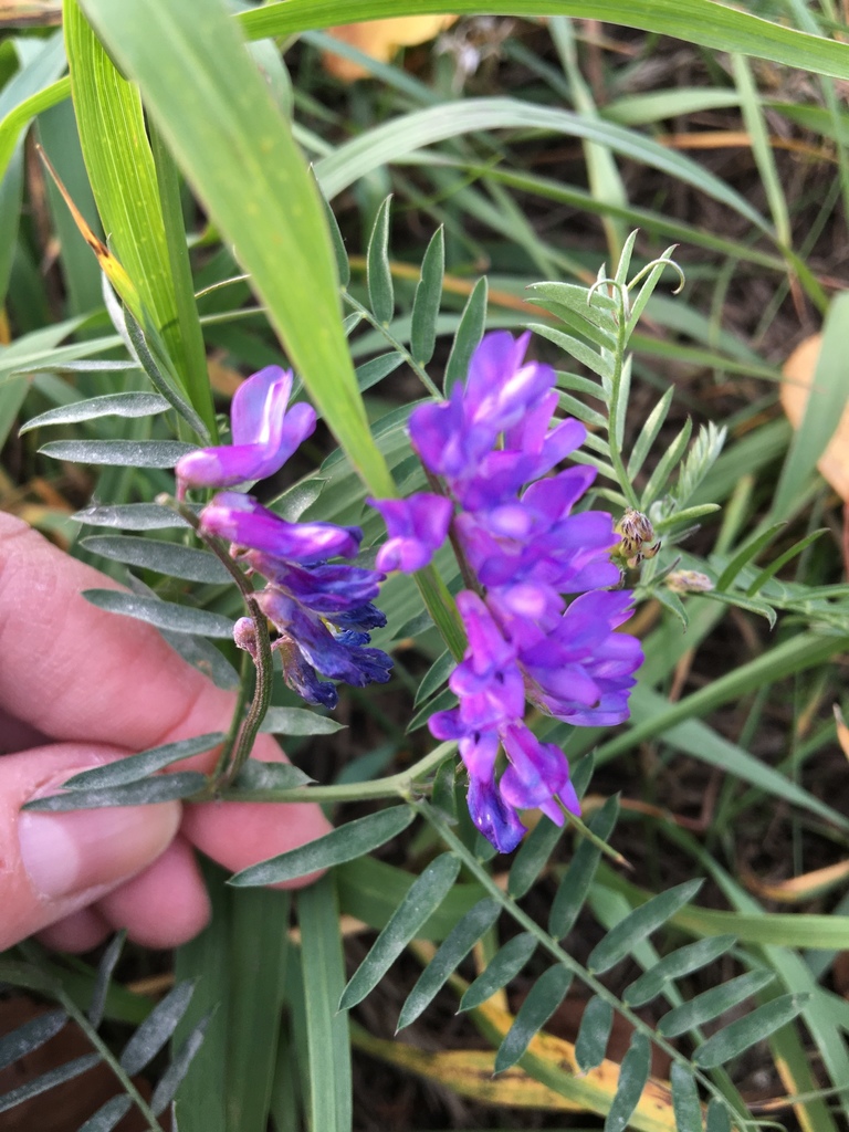 tufted vetch from 106 St NW, Edmonton, AB, CA on September 28, 2021 at ...