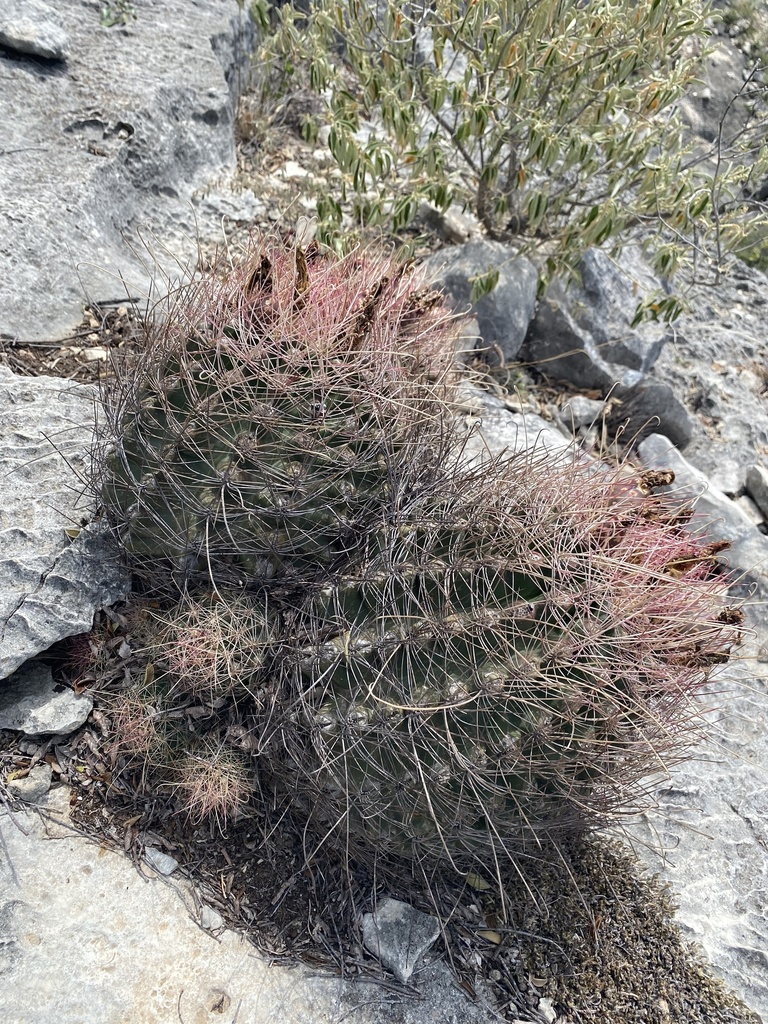 Hamatocactus hamatacanthus hamatacanthus from Del Rio, TX, US on ...