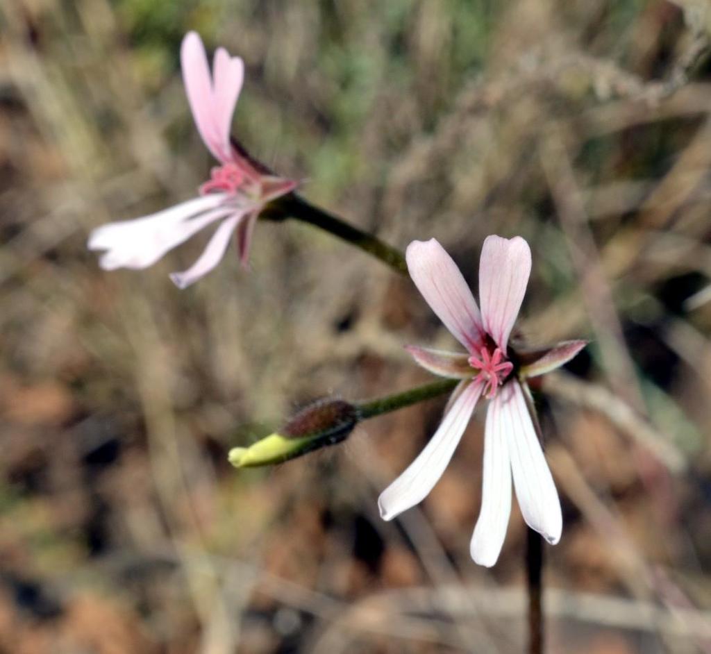 Pelargonium aridum (Biogaps (s Afr) Pentad 3225_2335: Species List ...