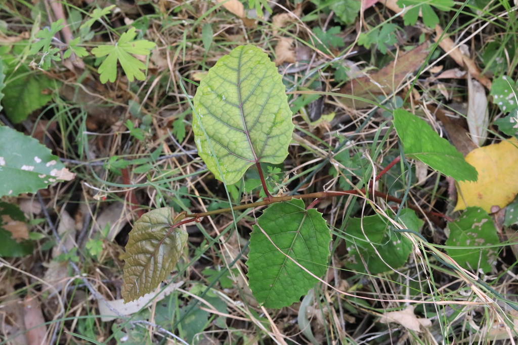 Kangaroo Vine from Glenugie NSW 2460, Australia on September 27, 2021 ...