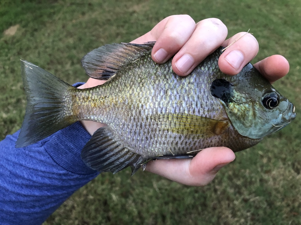 Bluegill from Lake Circle Dr, Tupelo, MS, US on September 28, 2021 at ...