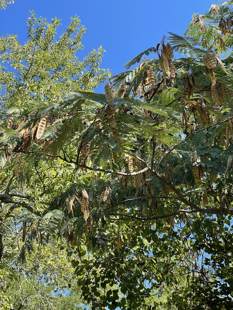Persian silk tree from Calvert, Maryland, United States on September 26 ...