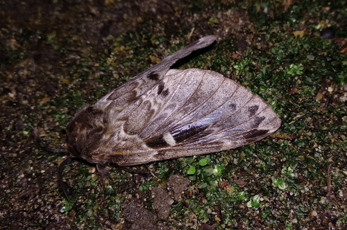 Pyrosis eximia · iNaturalist