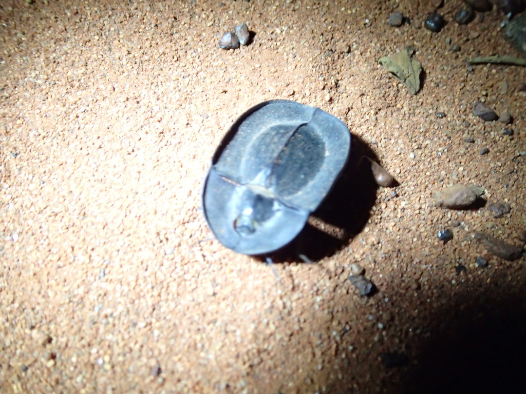 Pie-dish Beetles from Mutitjulu NT 0872, Australia on November 17, 2017 ...