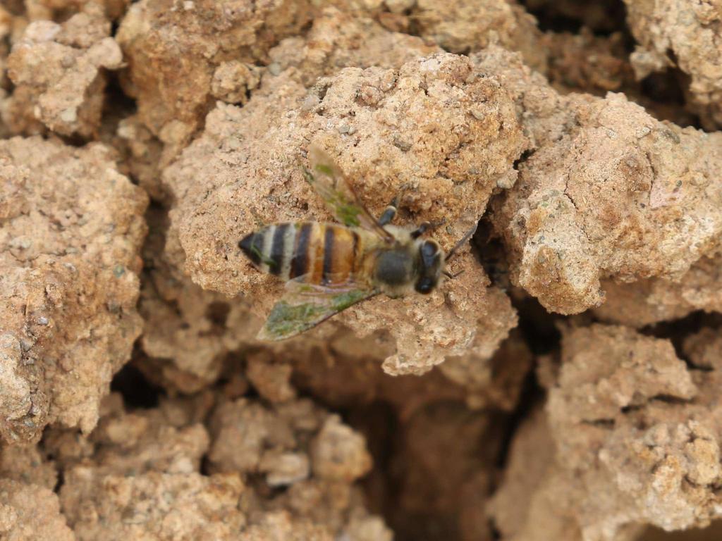 African Honey Bee from Farm Kyffhäuser, Maltahöhe, Namibia (Lekkerwater ...