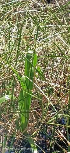 Cycnogeton huegelii · iNaturalist