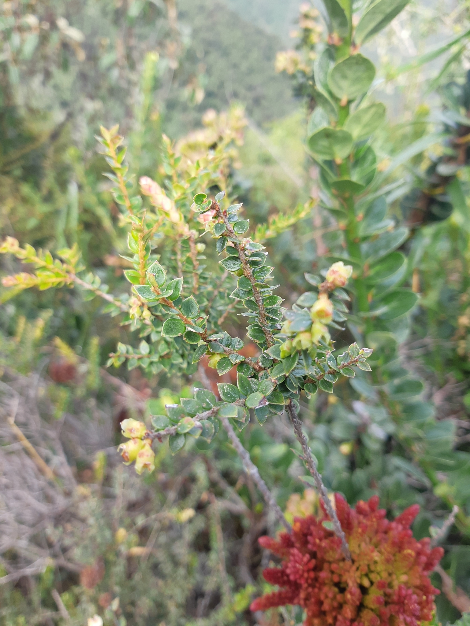 Disterigma acuminatum (Kunth) Nied.