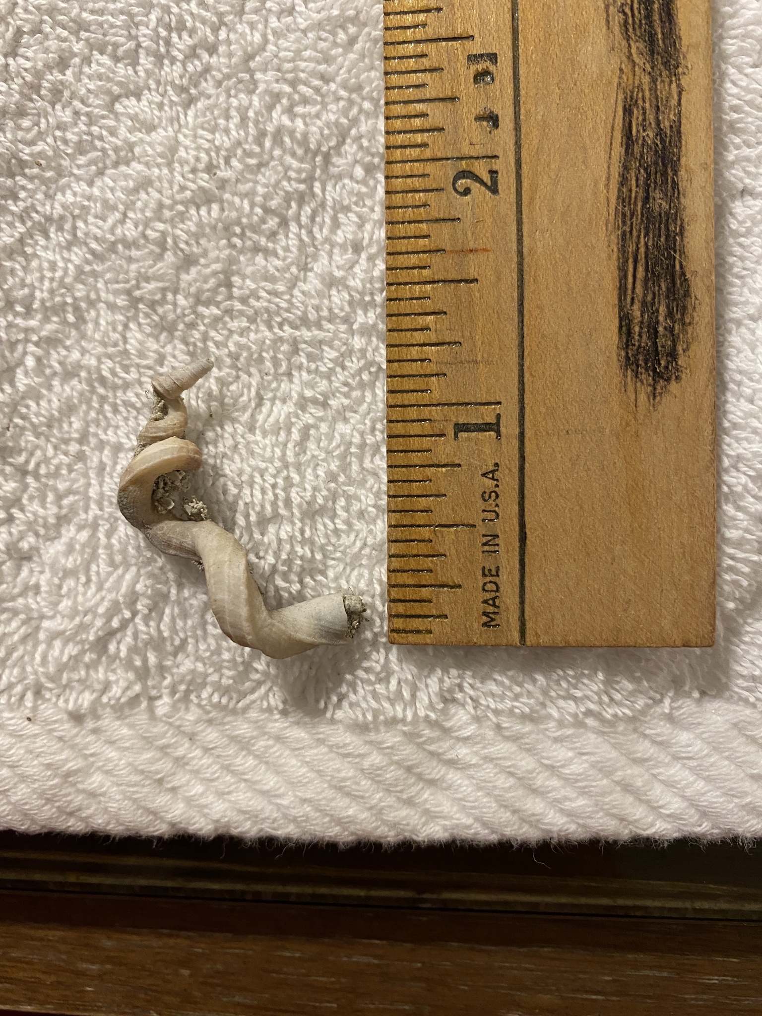 Vermicularia knorrii (Deshayes, 1843)