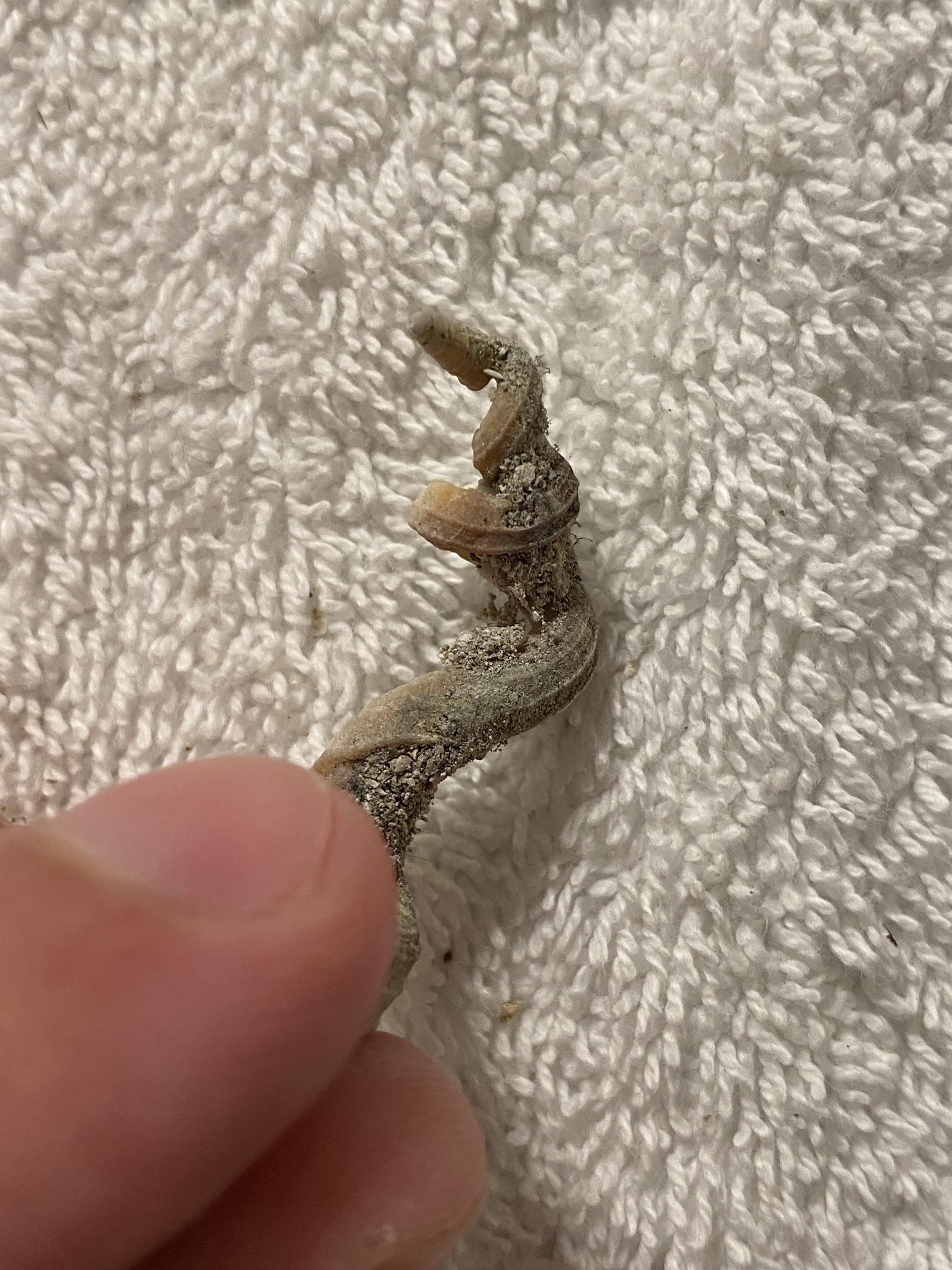 Vermicularia knorrii (Deshayes, 1843)