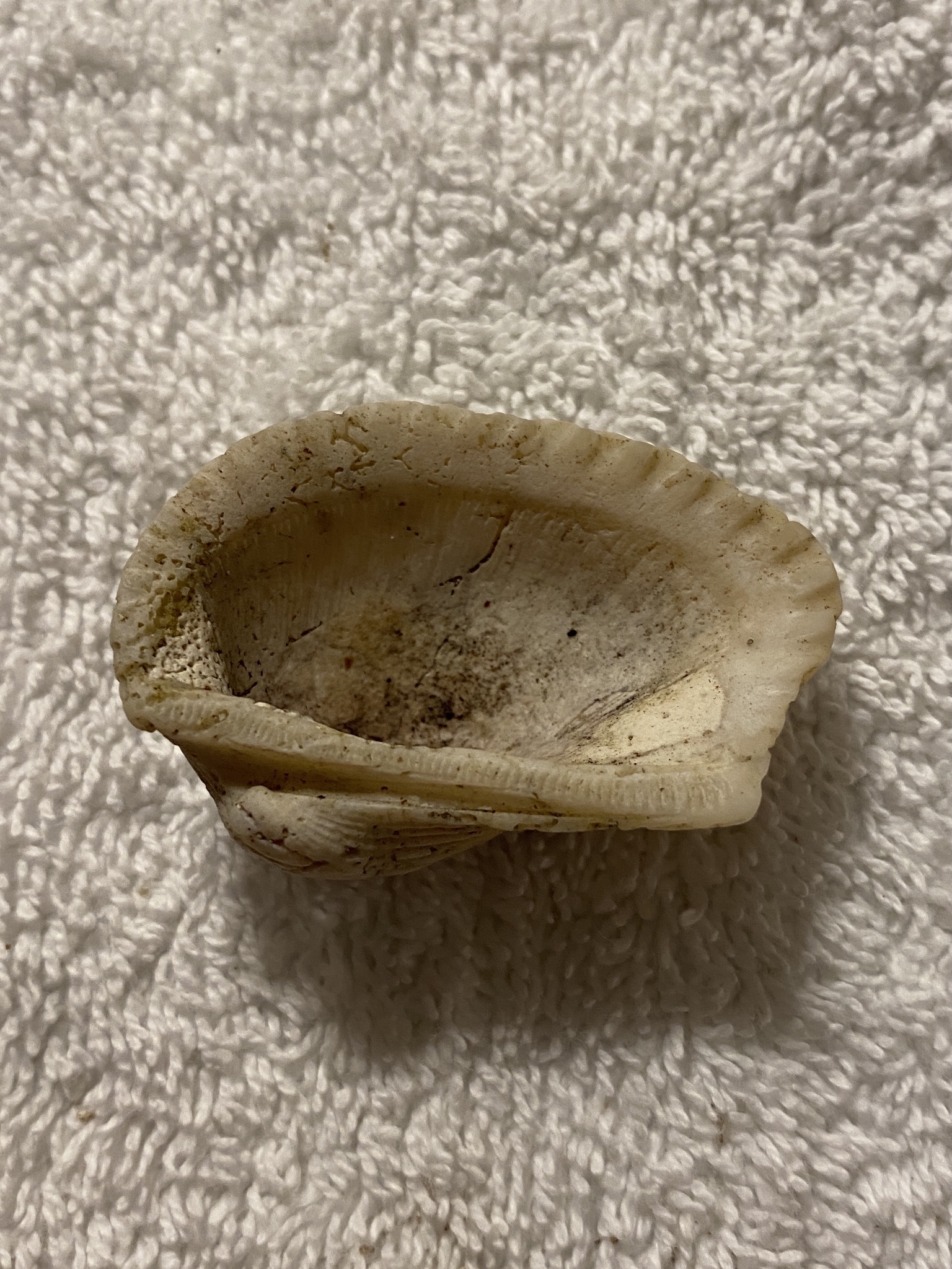 Anadara notabilis (Röding, 1798)