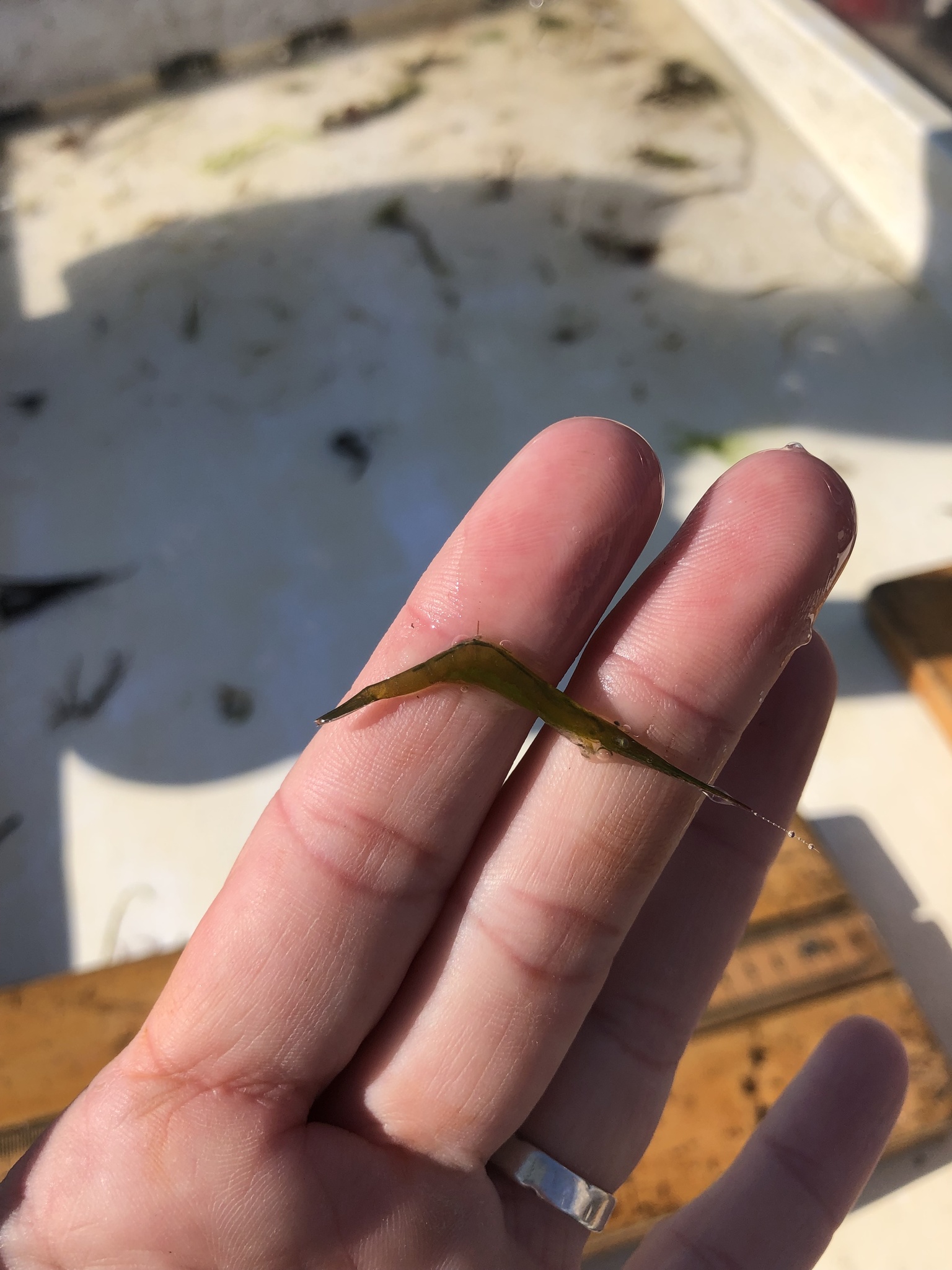 Tozeuma carolinense Kingsley, 1878