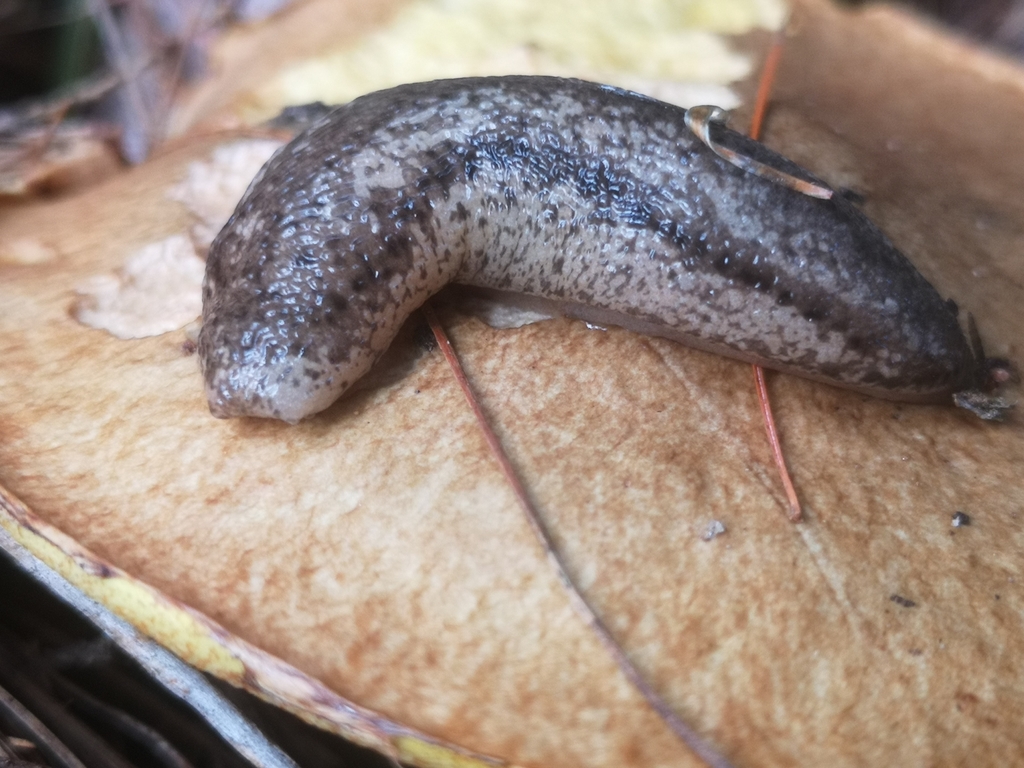 Philomycus from Chelsea, QC J9B 1W9, Canada on September 28, 2021 at 05 ...