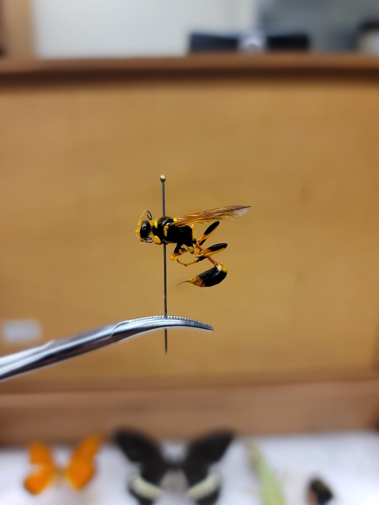 Covered-cell Mud-dauber Wasp from Mongmong-Toto-Maite, Guam on ...