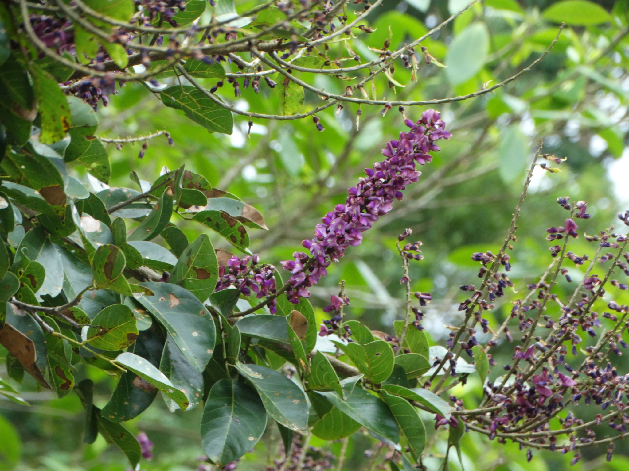 Lonchocarpus hondurensis Benth.