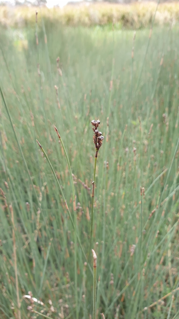 Tussock Swamp Twig Rush from Somerville VIC 3912, Australia on ...