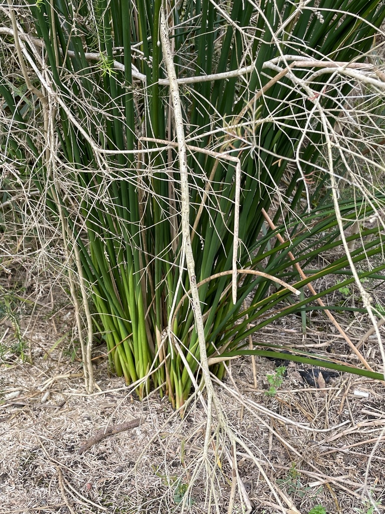 rushes from Raleon Avenue, Frankston South, VIC, AU on September 29 ...