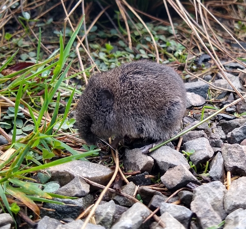 Western Heather Vole (Mammals of Colorado) · iNaturalist
