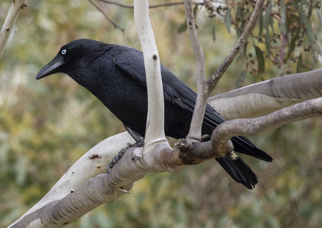Forest Raven (Corvus tasmanicus) - Avian Discovery