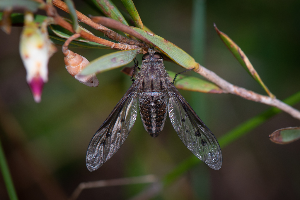 Aleucosia maculosa from 2 Clements Pl, Jandakot WA 6164, Australia on ...