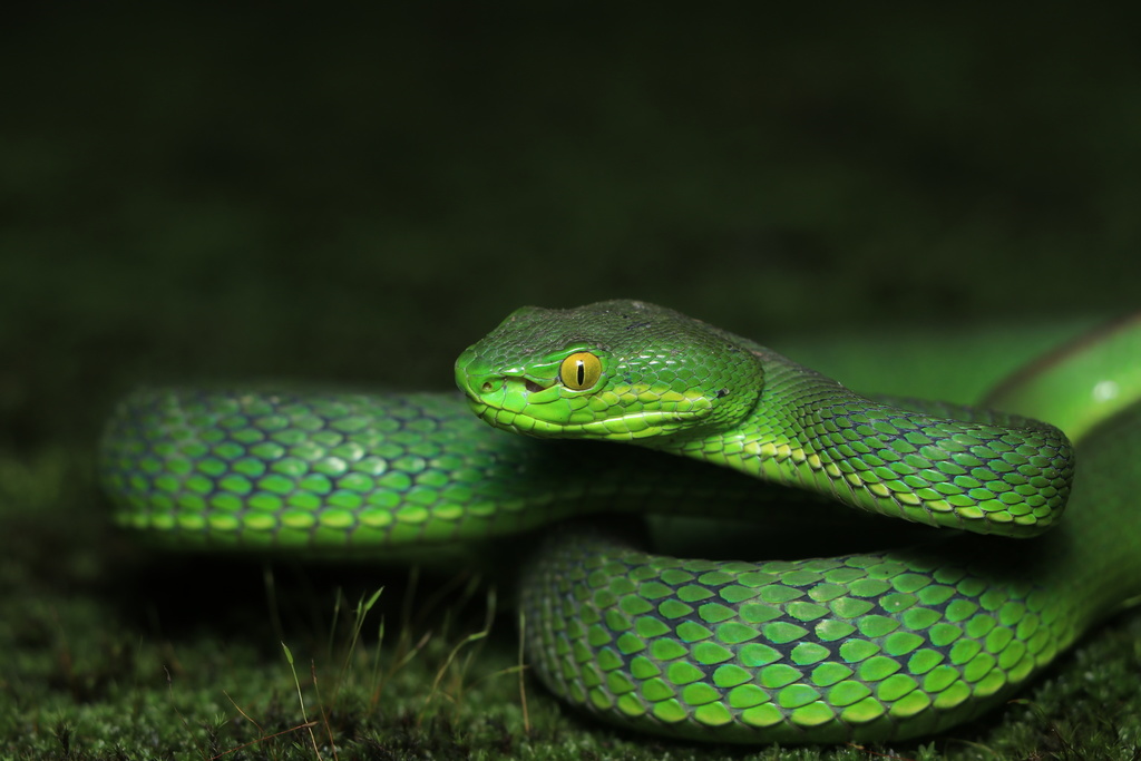 Nepal Pitviper (Trimeresurus septentrionalis) - Snakes and Lizards