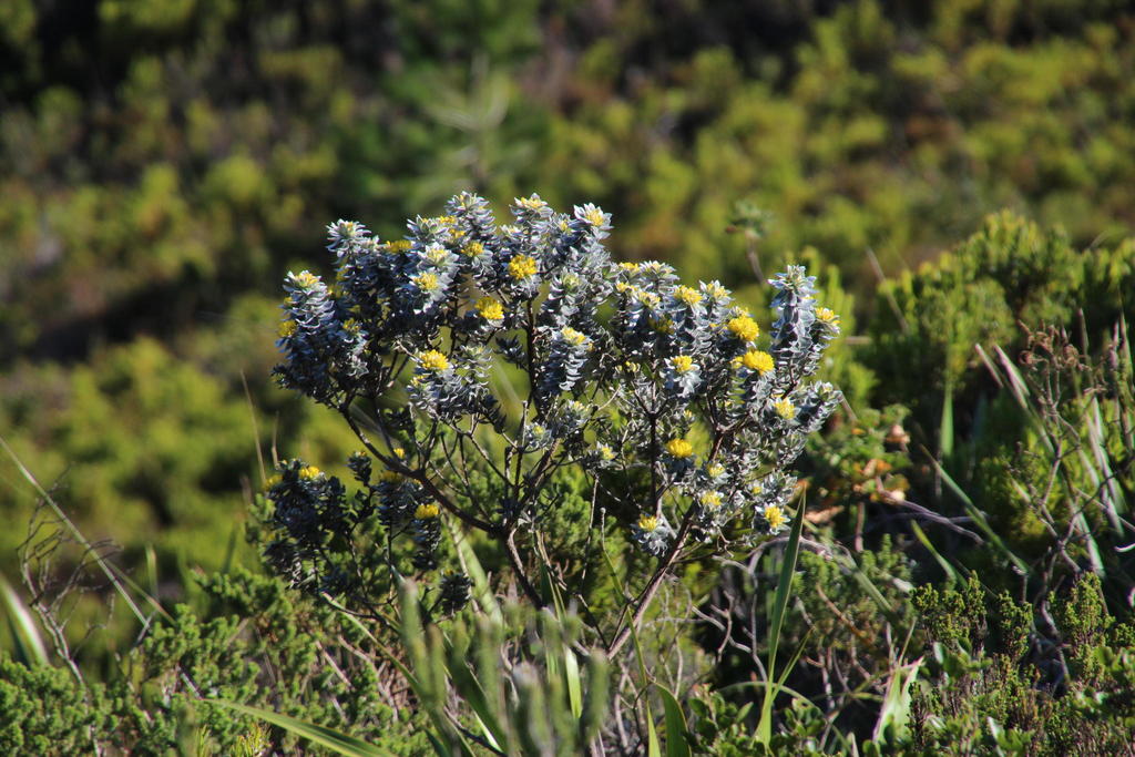Silverpeas (Xiphotheca) - Botanical Realm