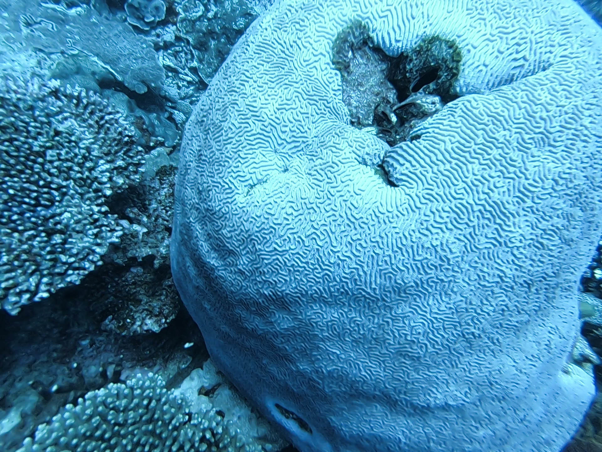 Platygyra daedalea (Ellis & Solander, 1786)