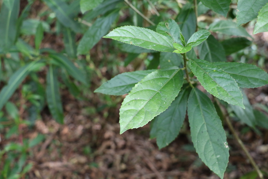 Claoxylon australe from Guanaba-Springbrook, Queensland, Australia on ...