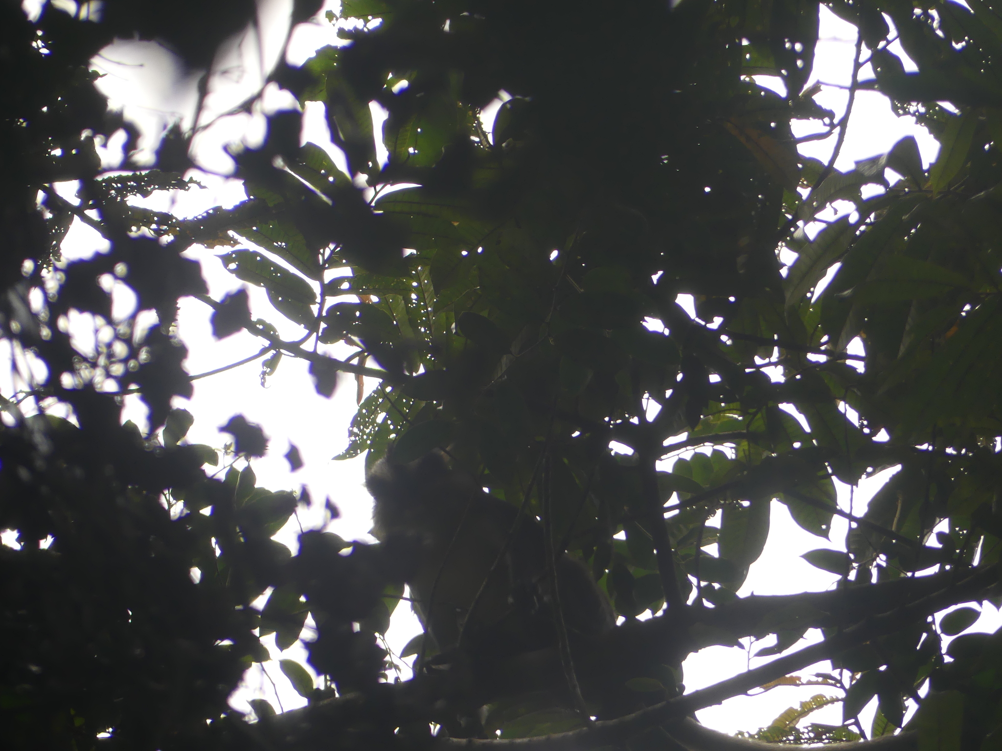 Cercopithecus pogonias Bennett, 1833