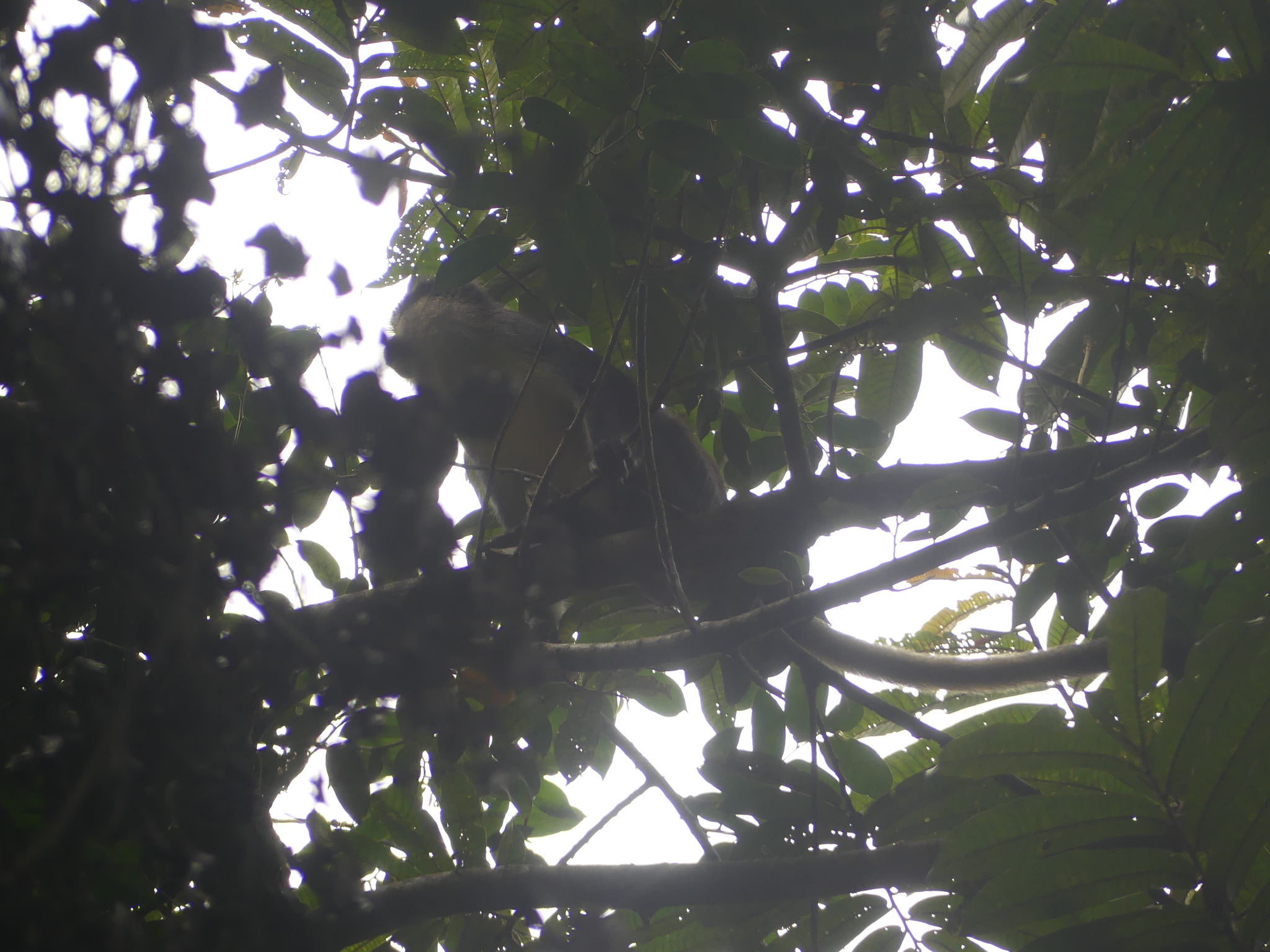 Cercopithecus pogonias Bennett, 1833