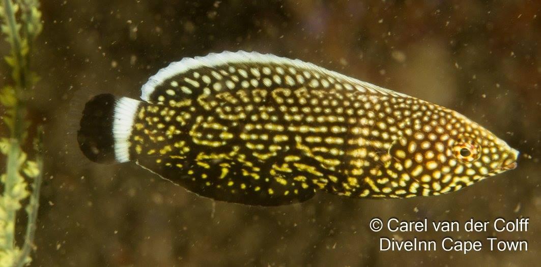 Anampses lineatus Randall, 1972