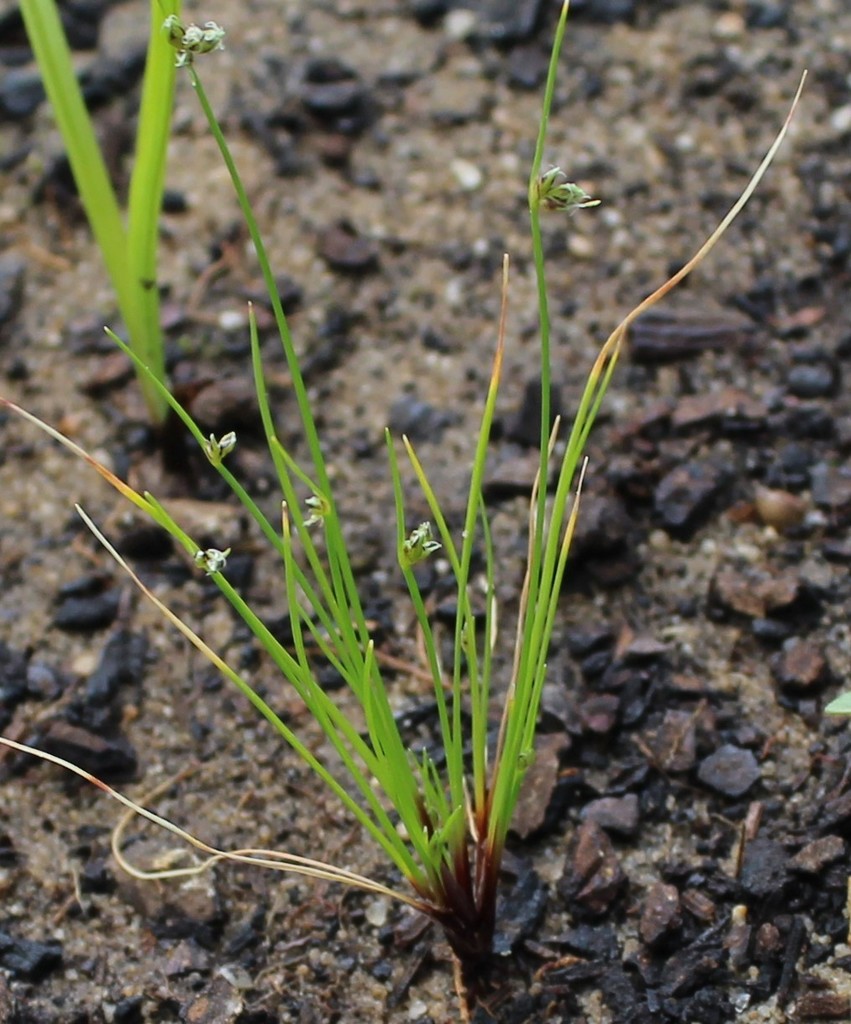 Annual Rush-sedge from Cape Town, South Africa on September 29, 2021 at ...