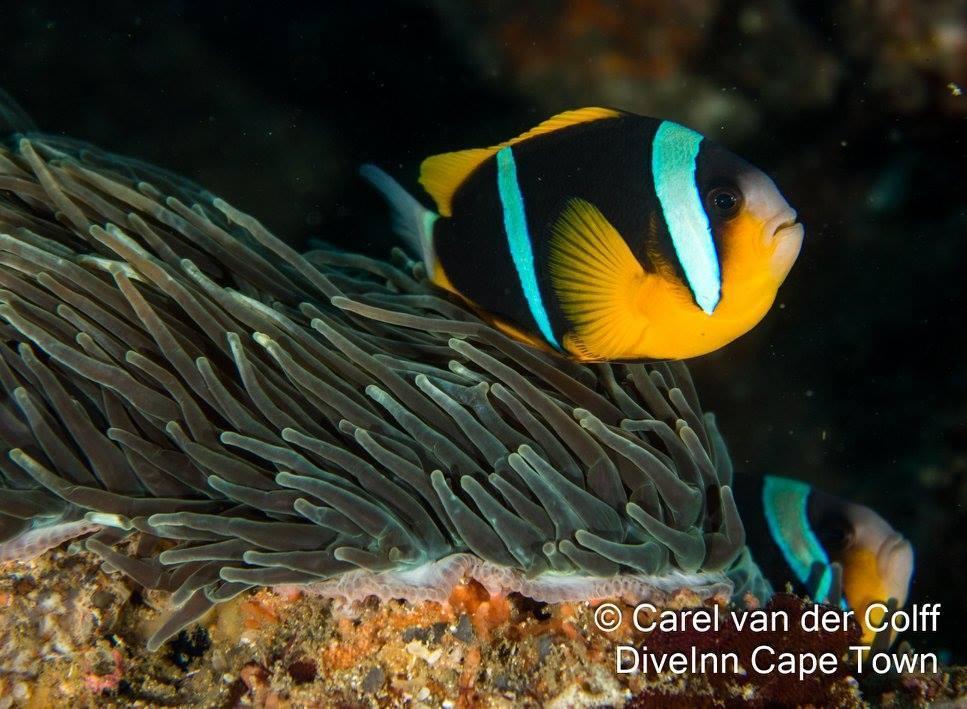 Allard's Anemonefish (Amphiprion allardi) - Marine Life Identification