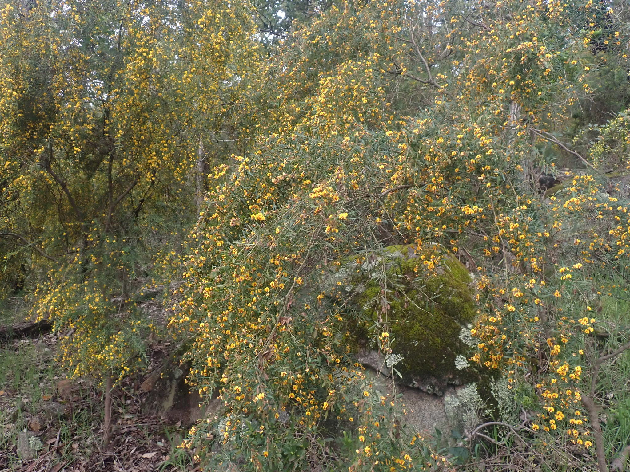 Bossiaea linophylla R.Br.