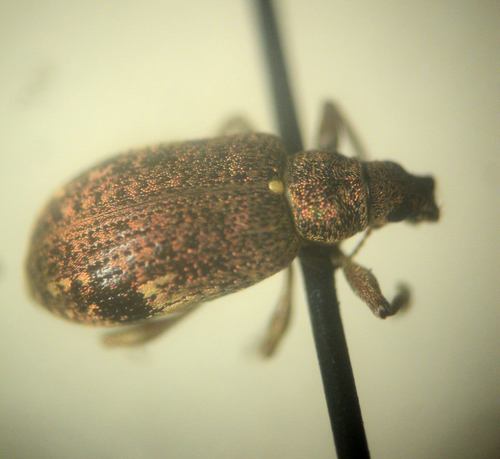 Subgenus Polydrusus · iNaturalist