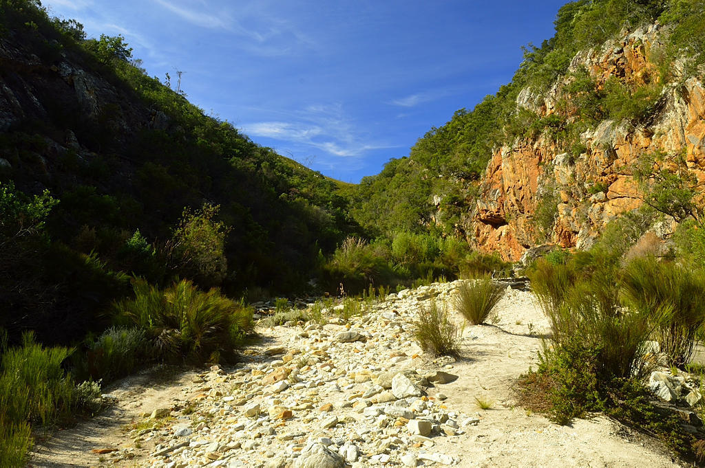Longleaf Honeybush from Lower Van Stadens Dam, Van Stadens Gorge, EC ...