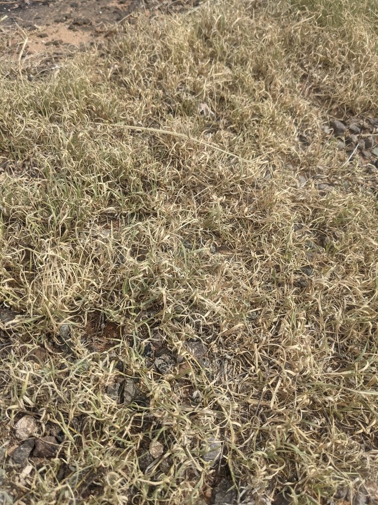 buffalograss from Plains, TX 79355, USA on September 25, 2021 at 03:38 ...