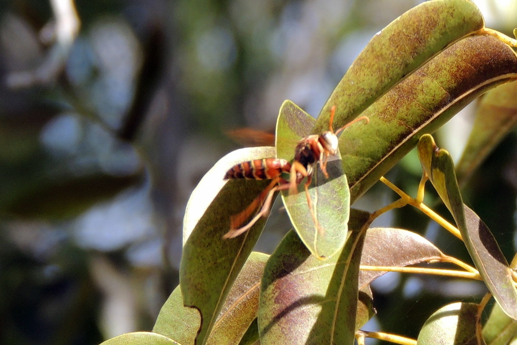 fuscatus-group Paper Wasps from Miami-Dade, Everglades National Park ...