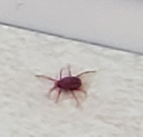 Sidewalk Mites from Monona, WI 53713, USA on June 10, 2021 at 11:25 AM ...