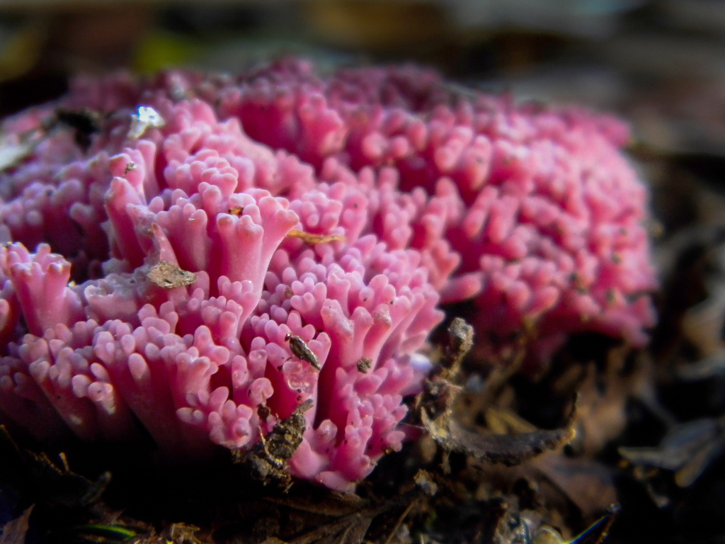 violet coral fungus from Pedregoso, Villarrica, La Araucanía, CL on May ...
