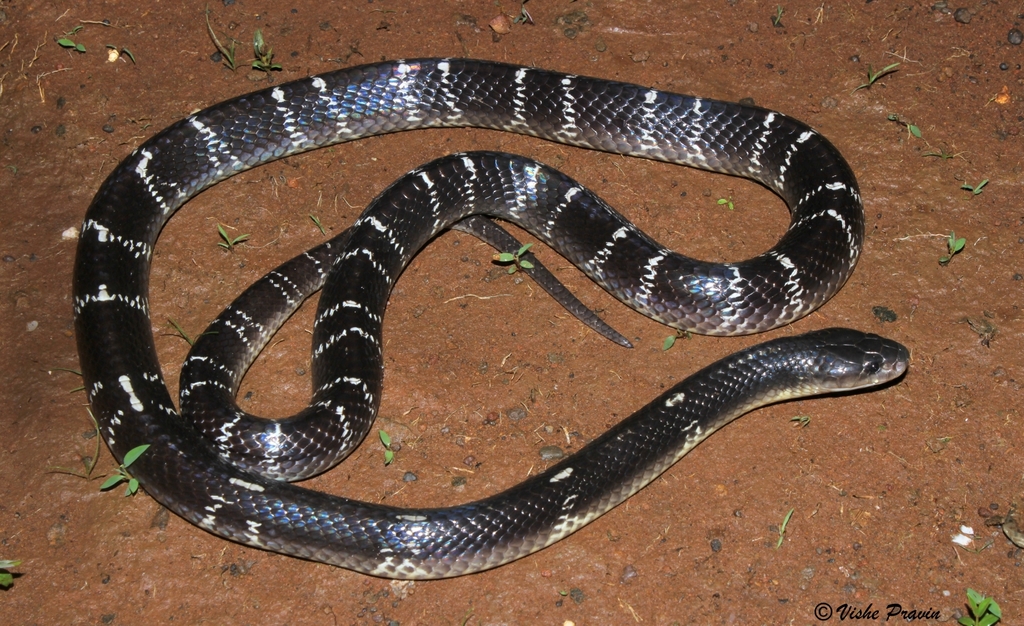 Common Krait from 792W+8RX, Murbad, Maharashtra 421401, India on July ...