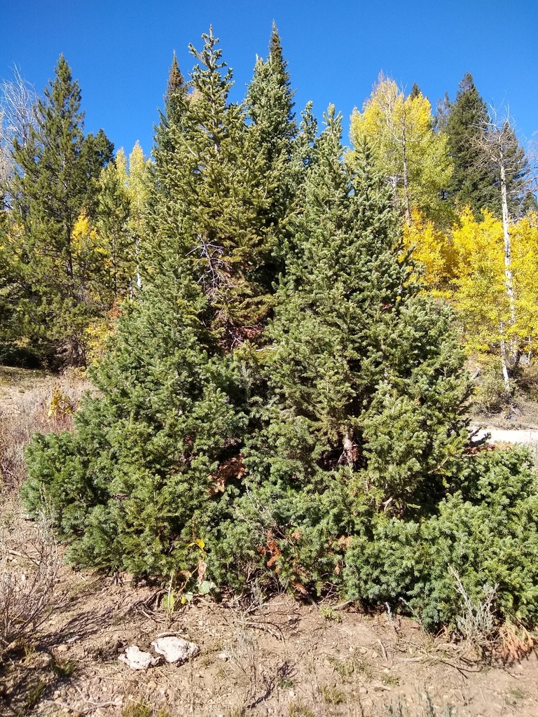 subalpine fir from St Charles, ID 83272, USA on September 25, 2021 at ...