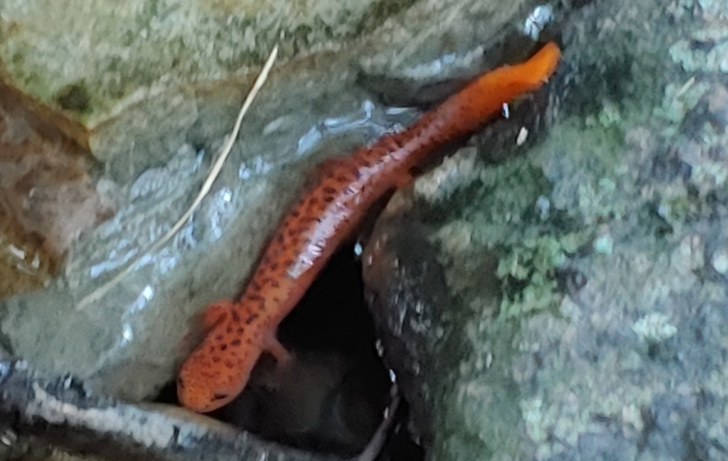 Northern Red Salamander from Asheboro, NC 27205, USA on September 28 ...