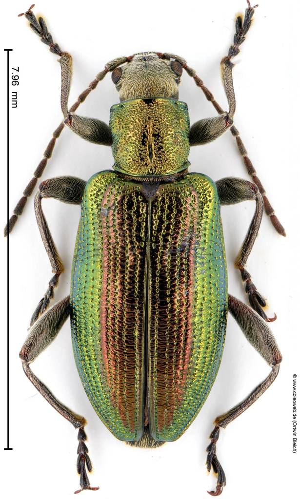 Grooved Leaf Beetle from Germany on September 29, 2021 at 07:15 PM by ...