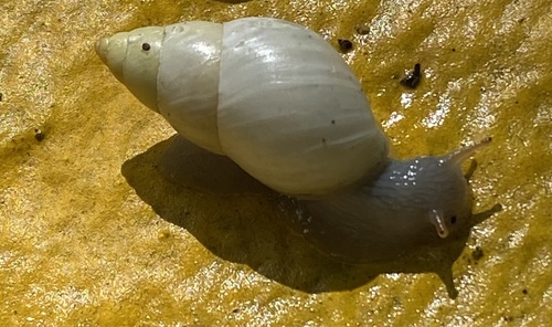 Drymaeus liliaceus · iNaturalist