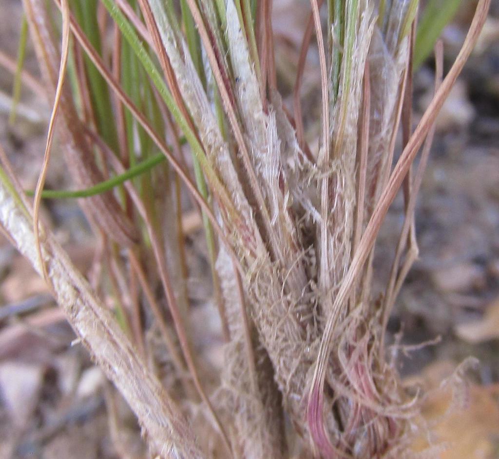 Ficinia stolonifera from Chapmans Peak Drive on January 05, 2017 by ...