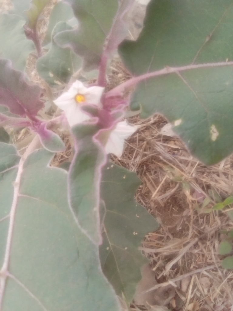 nightshades from Lulekani-B, Phalaborwa, 1392, South Africa on ...