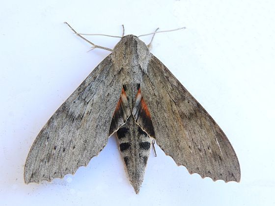 American Ello Sphinx from Santa Cruz County, AZ, USA on September 18 ...